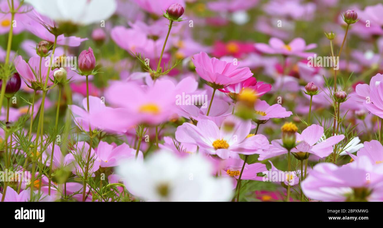 Pink cosmos flower farm hi-res stock photography and images - Alamy