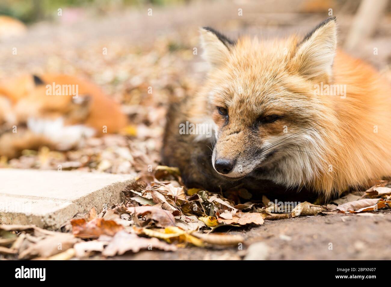 Cute fox sleeping Stock Photo - Alamy