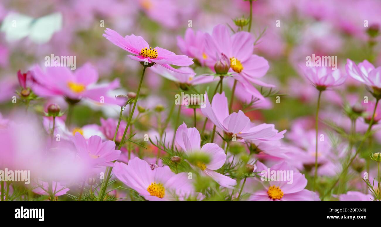 Purple Cosmo flower plant Stock Photo - Alamy