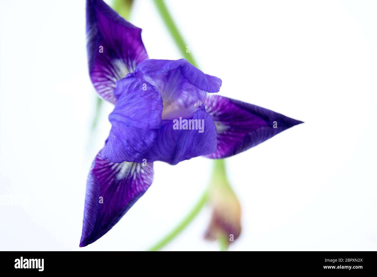 Orris plant hi-res stock photography and images - Alamy