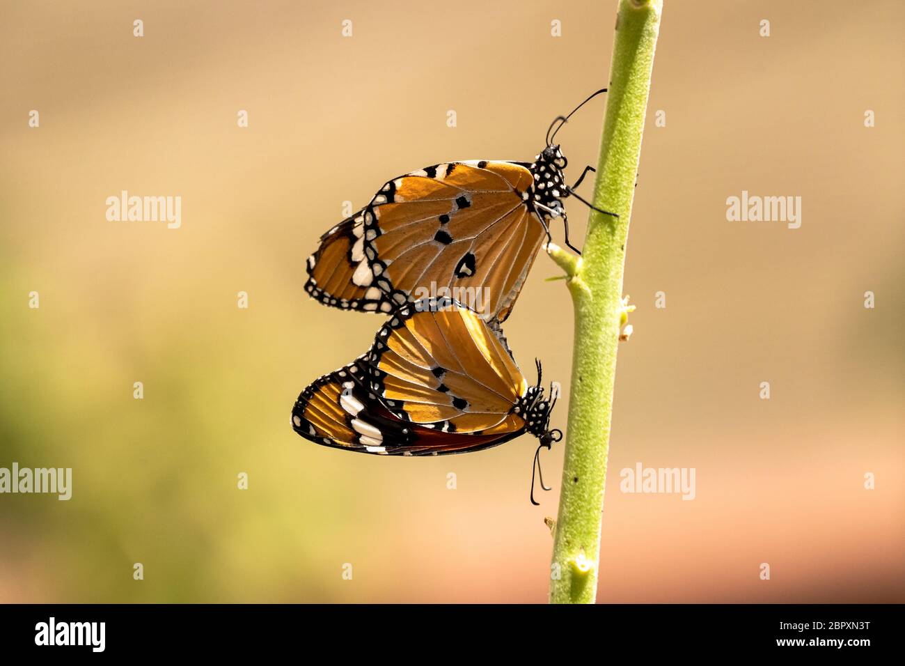 Mating monarch butterflies hi-res stock photography and images - Alamy