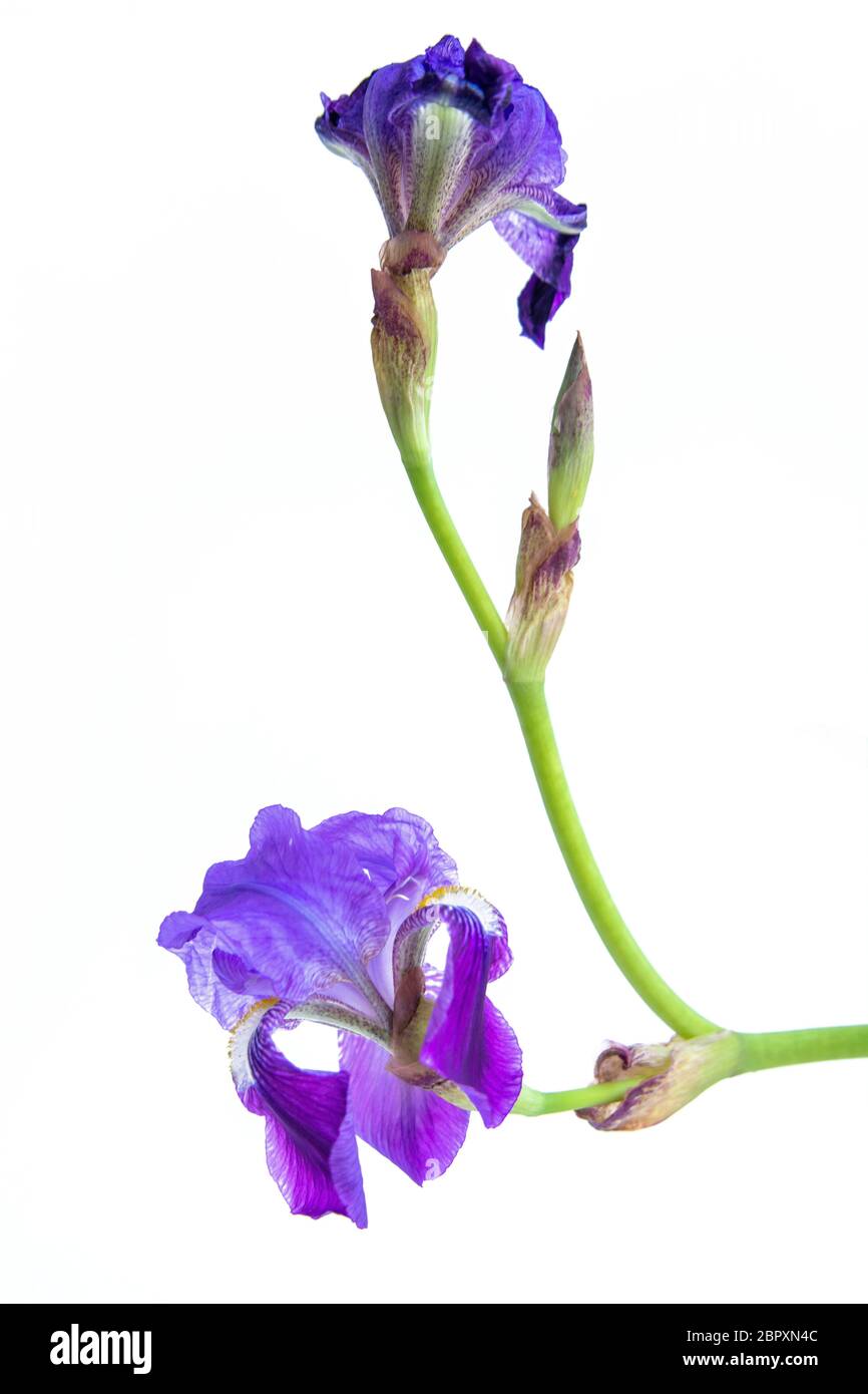 Orris plant hi-res stock photography and images - Alamy