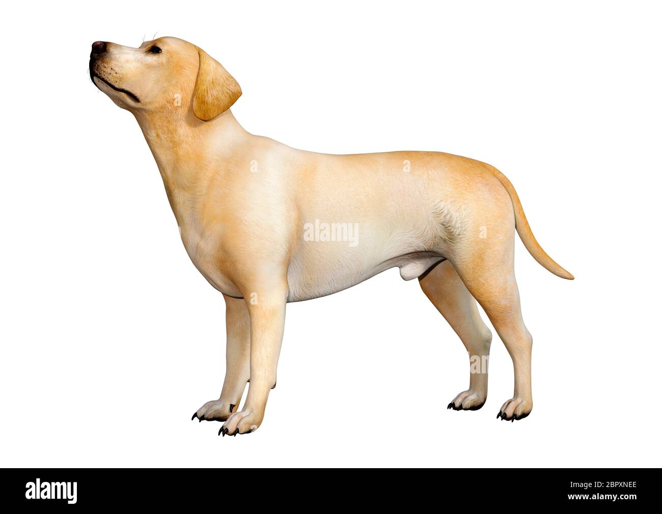 3D rendering of a yellow labrador dog isolated on white background ...