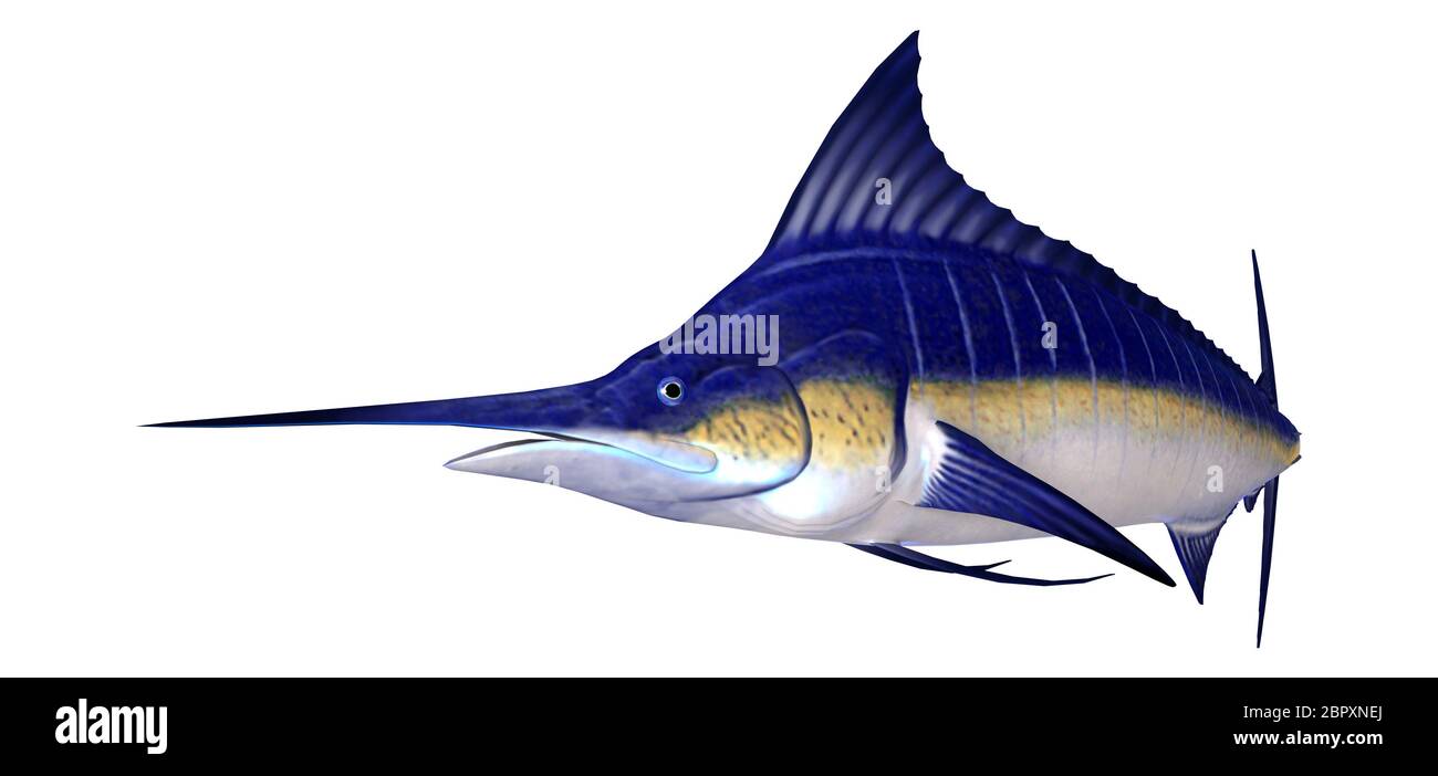 3D rendering of a marlin fish isolated on white background Stock Photo ...