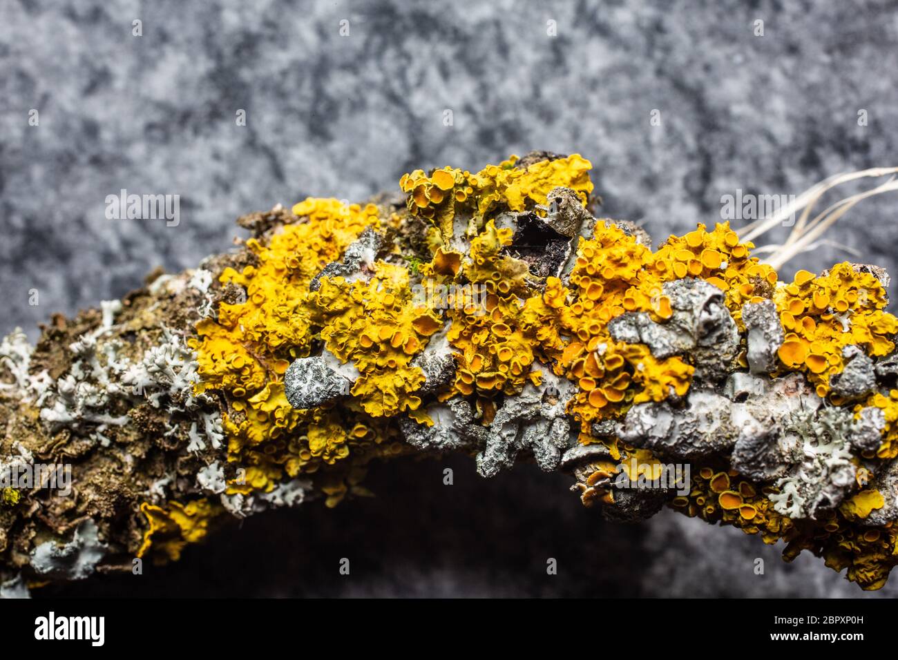 yellow cup lichen on branch Stock Photo - Alamy