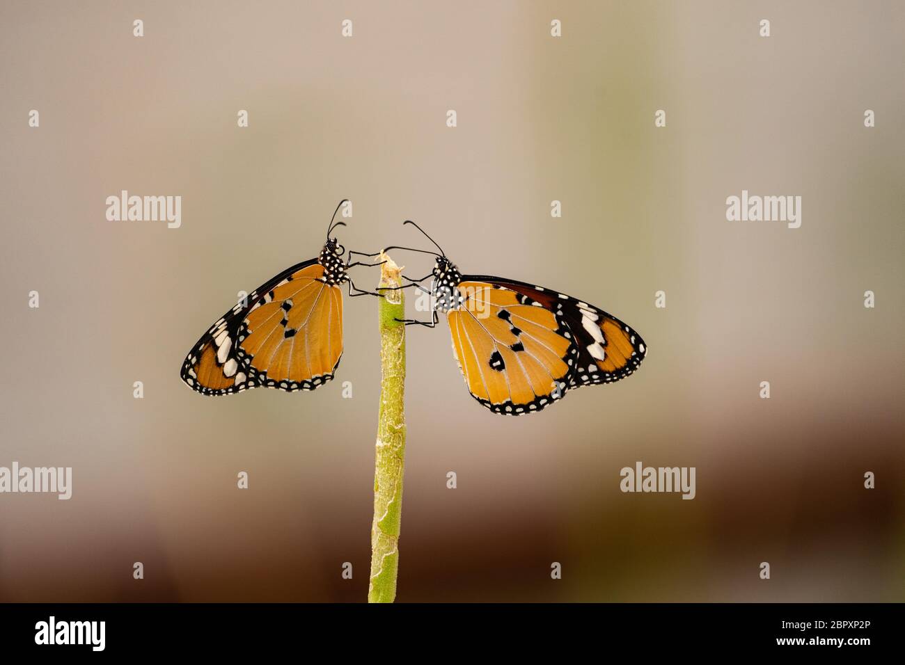 Tiger monarch butterfly hi-res stock photography and images - Alamy