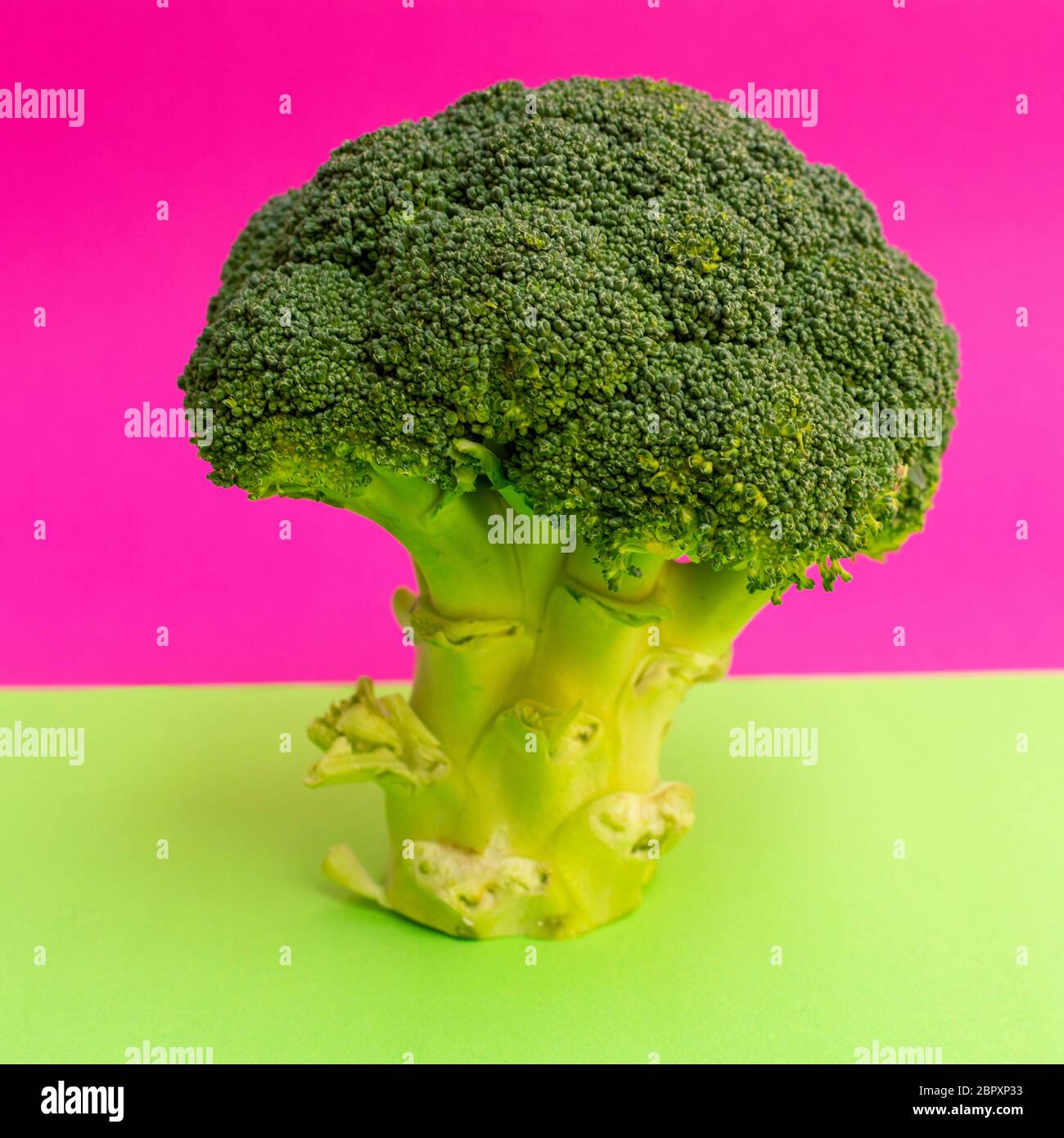 Fresh broccoli on a pink and green background Stock Photo - Alamy