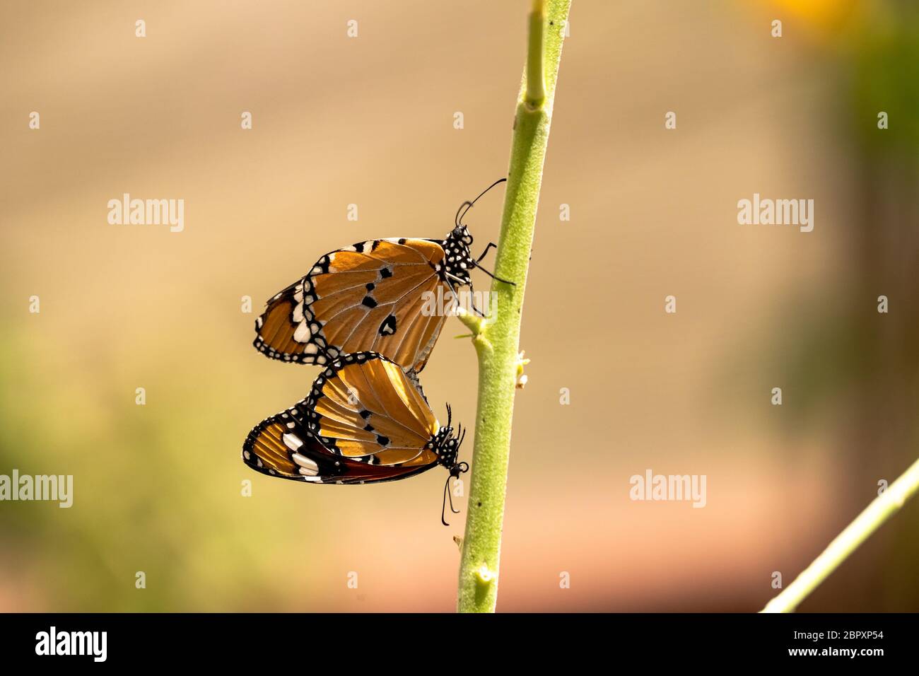 African monarch butterflies hi-res stock photography and images - Alamy
