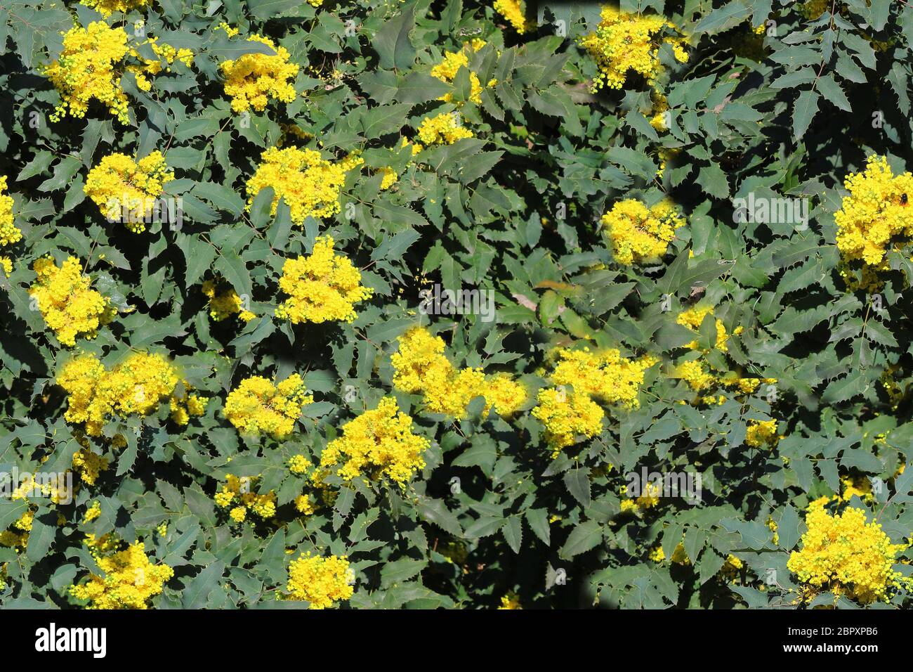 Bush texture hi-res stock photography and images - Alamy