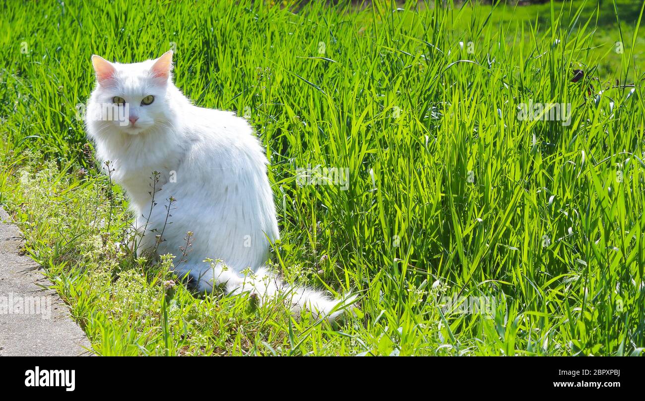 Cat with a serious look hi-res stock photography and images - Alamy