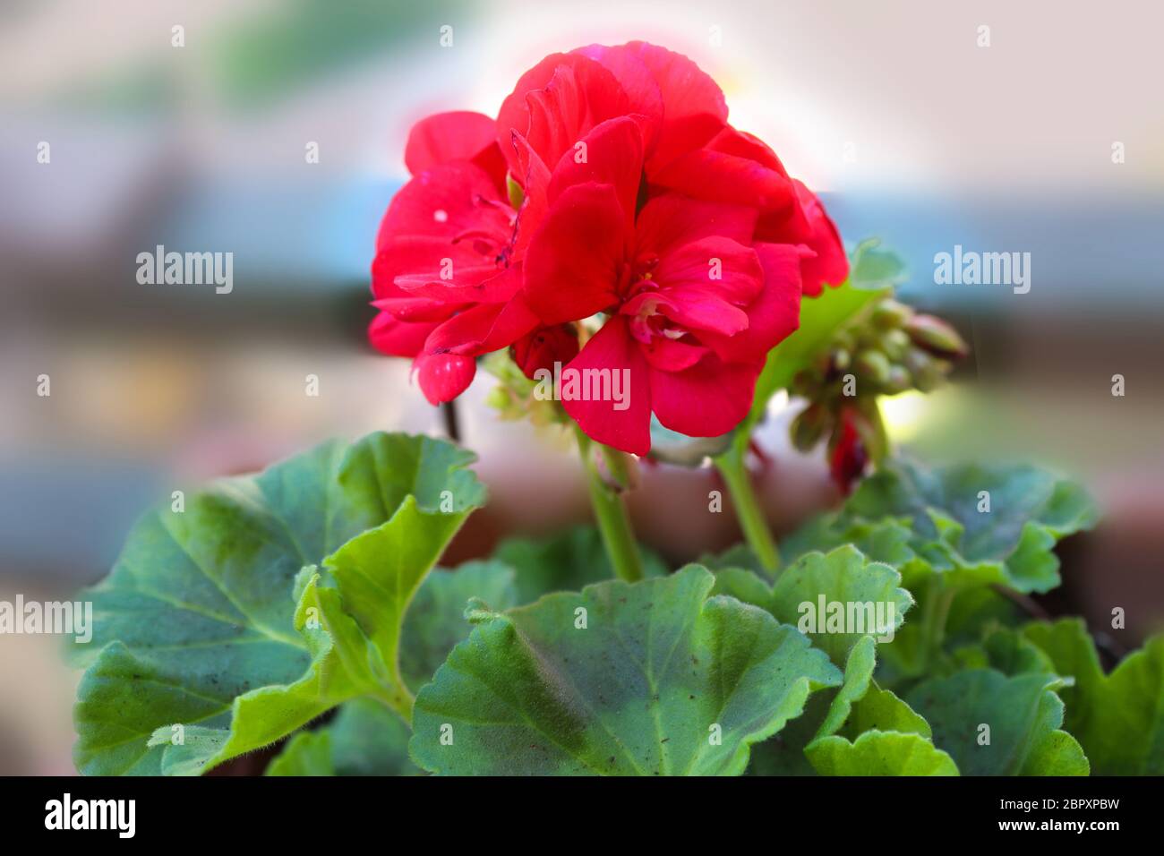 blooming red geranium. Geranium Calliope dark red Stock Photo - Alamy