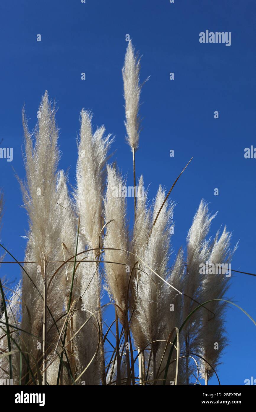 Decorative reed hi-res stock photography and images - Alamy