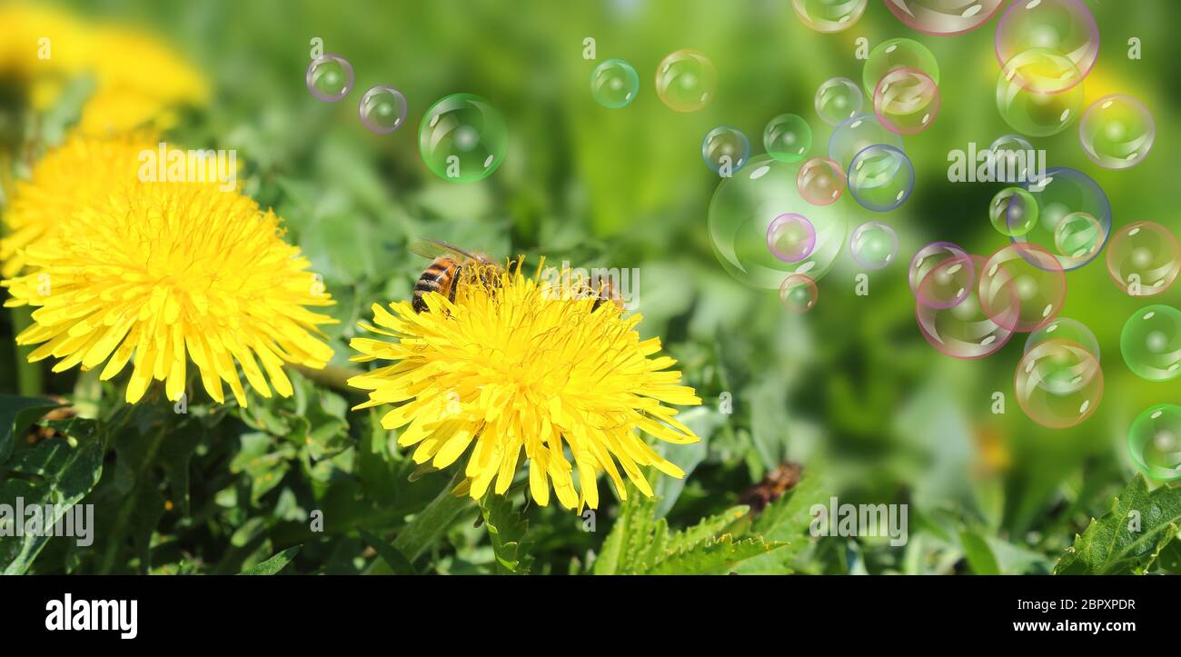 dandelion with bees and multi-colored bubbles Stock Photo - Alamy