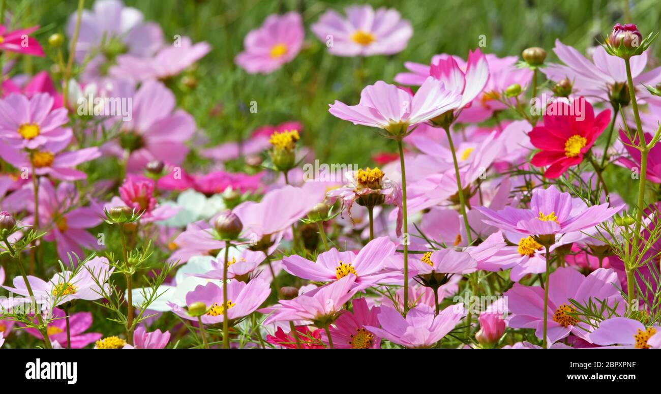 Pink Cosmos flowers blooming in the park Stock Photo - Alamy