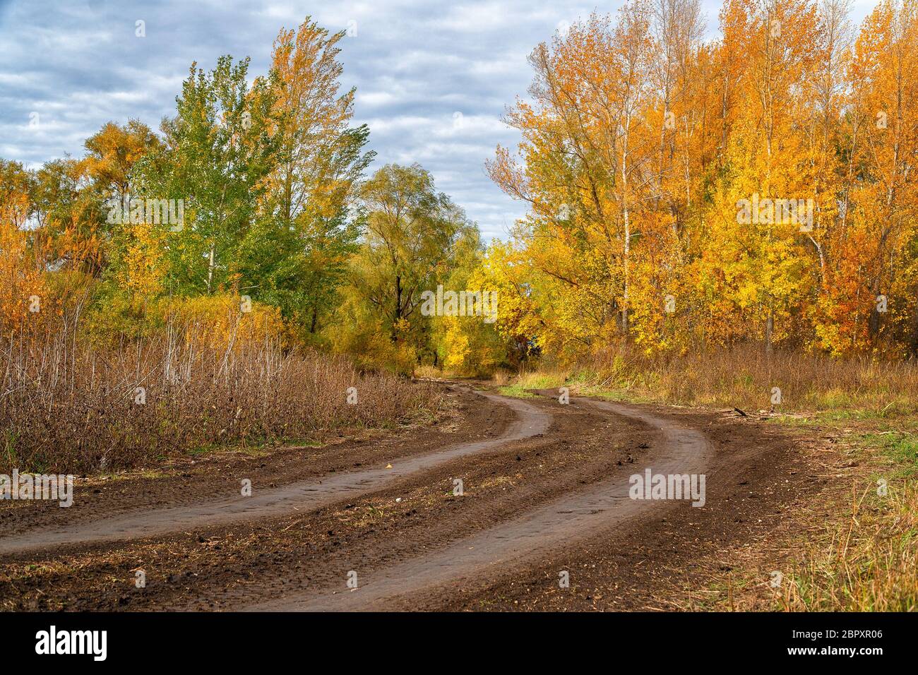 Country forest road in front of a beautiful lush autumn forest with ...