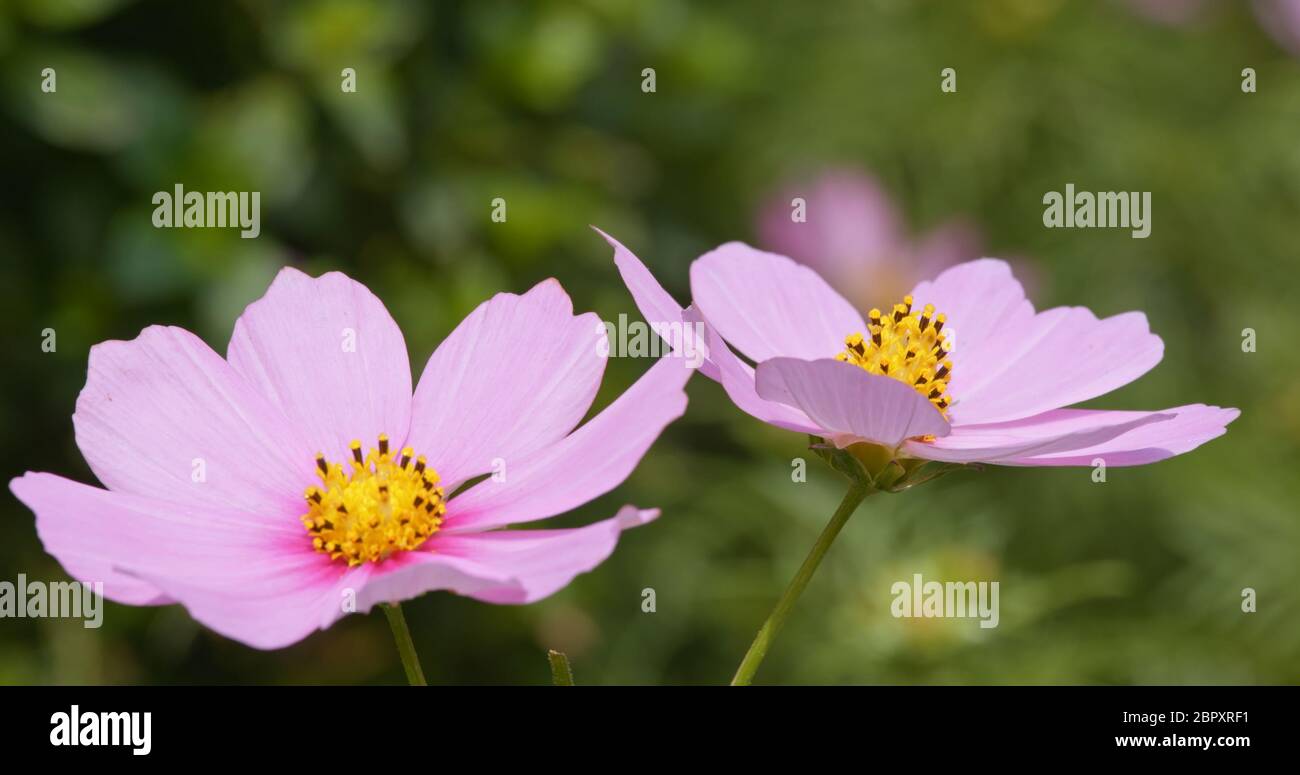 Pink cosmo flower hi-res stock photography and images - Alamy