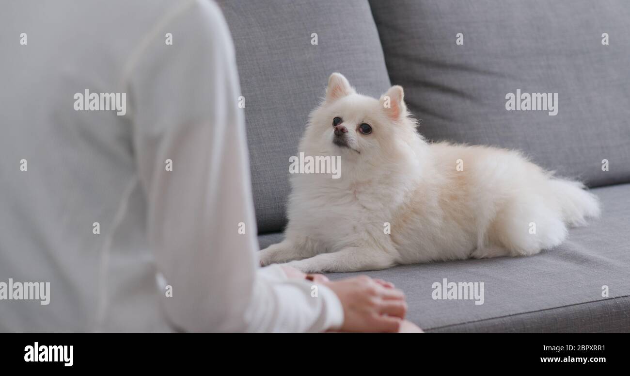 Pet owner training on her Pomeranian dog Stock Photo - Alamy