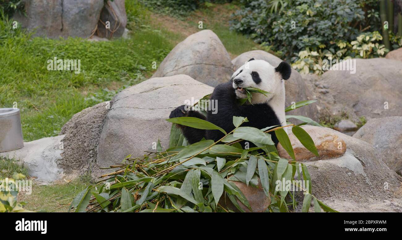 Panda eat bamboo Stock Photo - Alamy