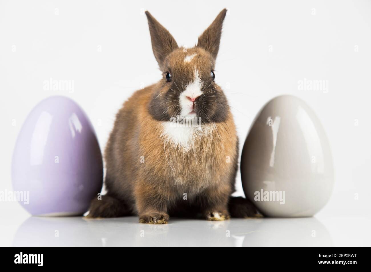 Happy easter, Baby bunny, rabbit and white background Stock Photo - Alamy