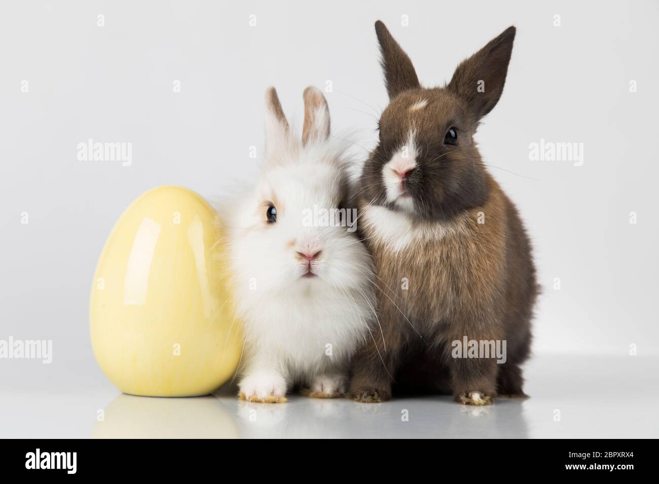 Happy easter, Baby bunny, rabbit and white background Stock Photo - Alamy