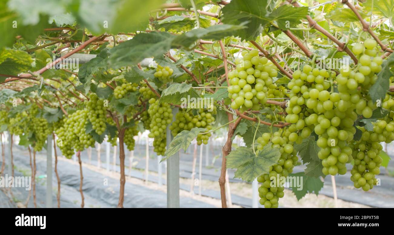 Fresh Grape farm garden Stock Photo - Alamy