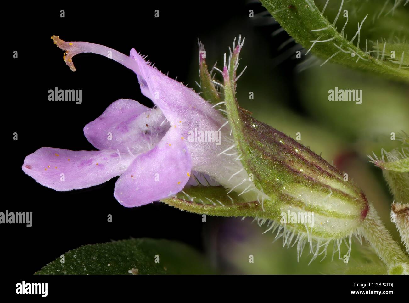 Breckland Thyme (Thymus serpyllum). Flower Closeup Stock Photo - Alamy