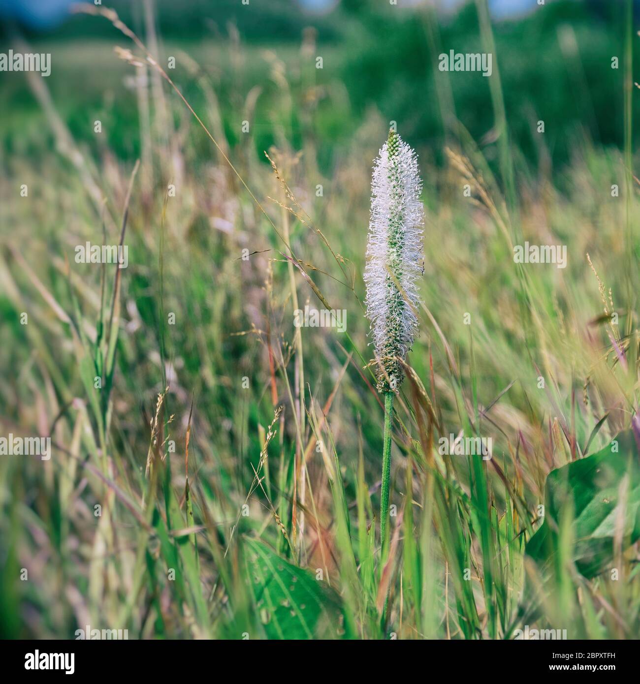 Blooming Medicinal Plantain plant on a natural background in a meadow ...