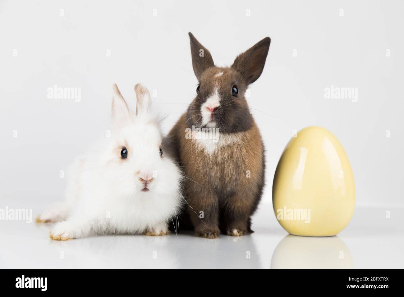 Happy easter, Baby bunny, rabbit and white background Stock Photo - Alamy