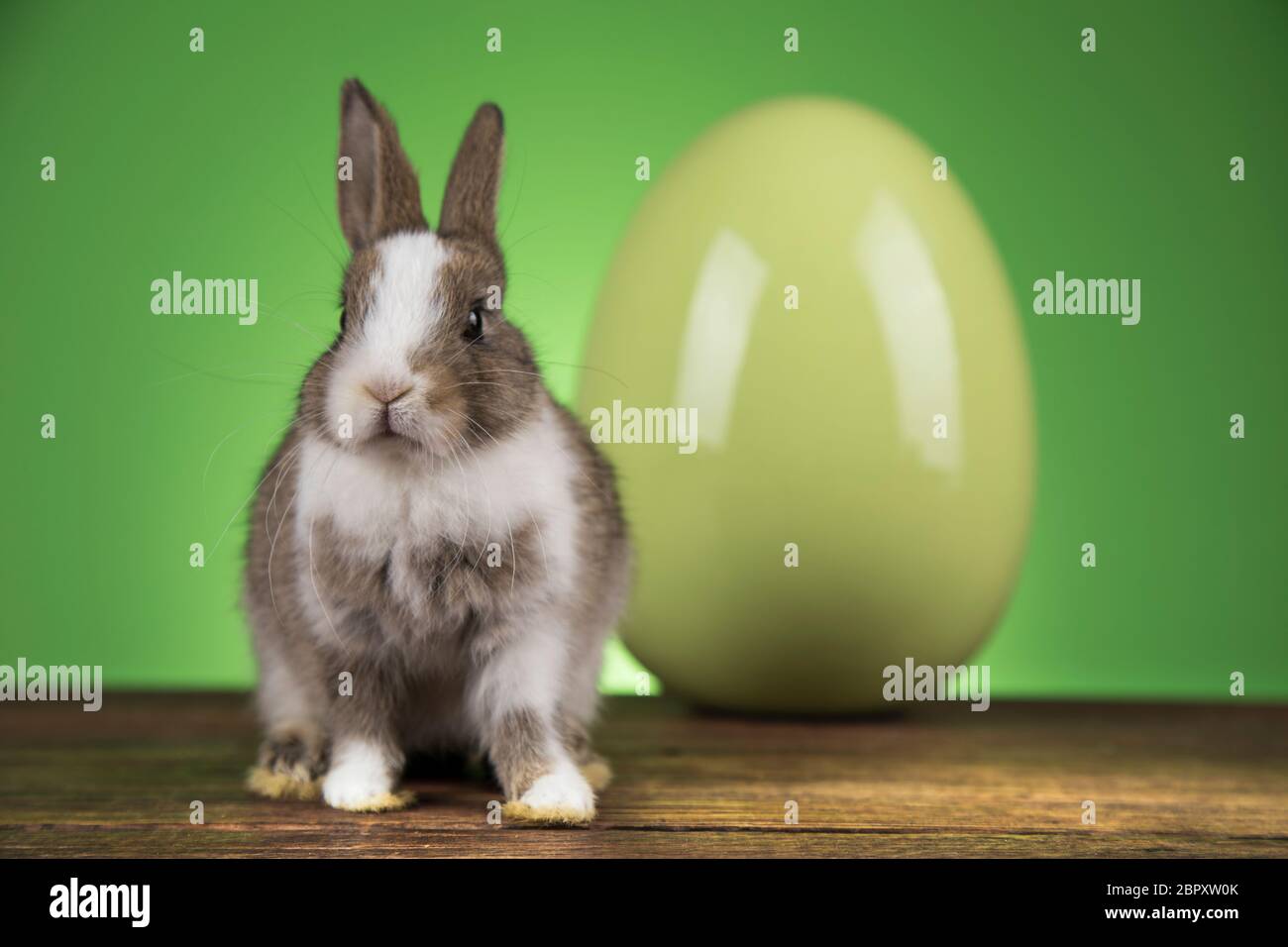 Little cute baby rabbit and easter eggs Stock Photo - Alamy