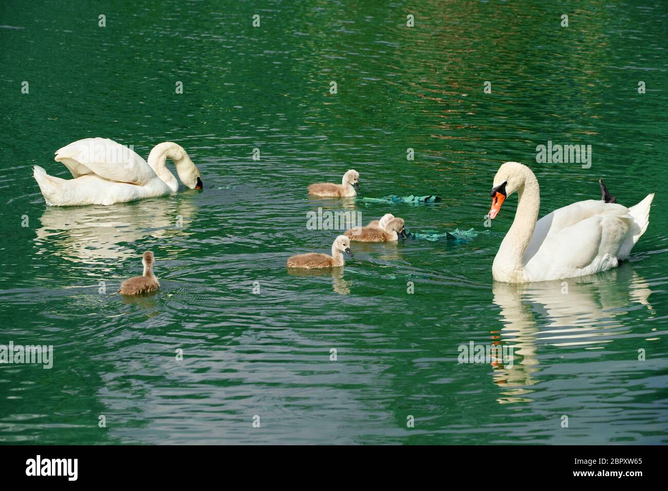 a family of white swans swims on the lake, adult swans and chicks ...