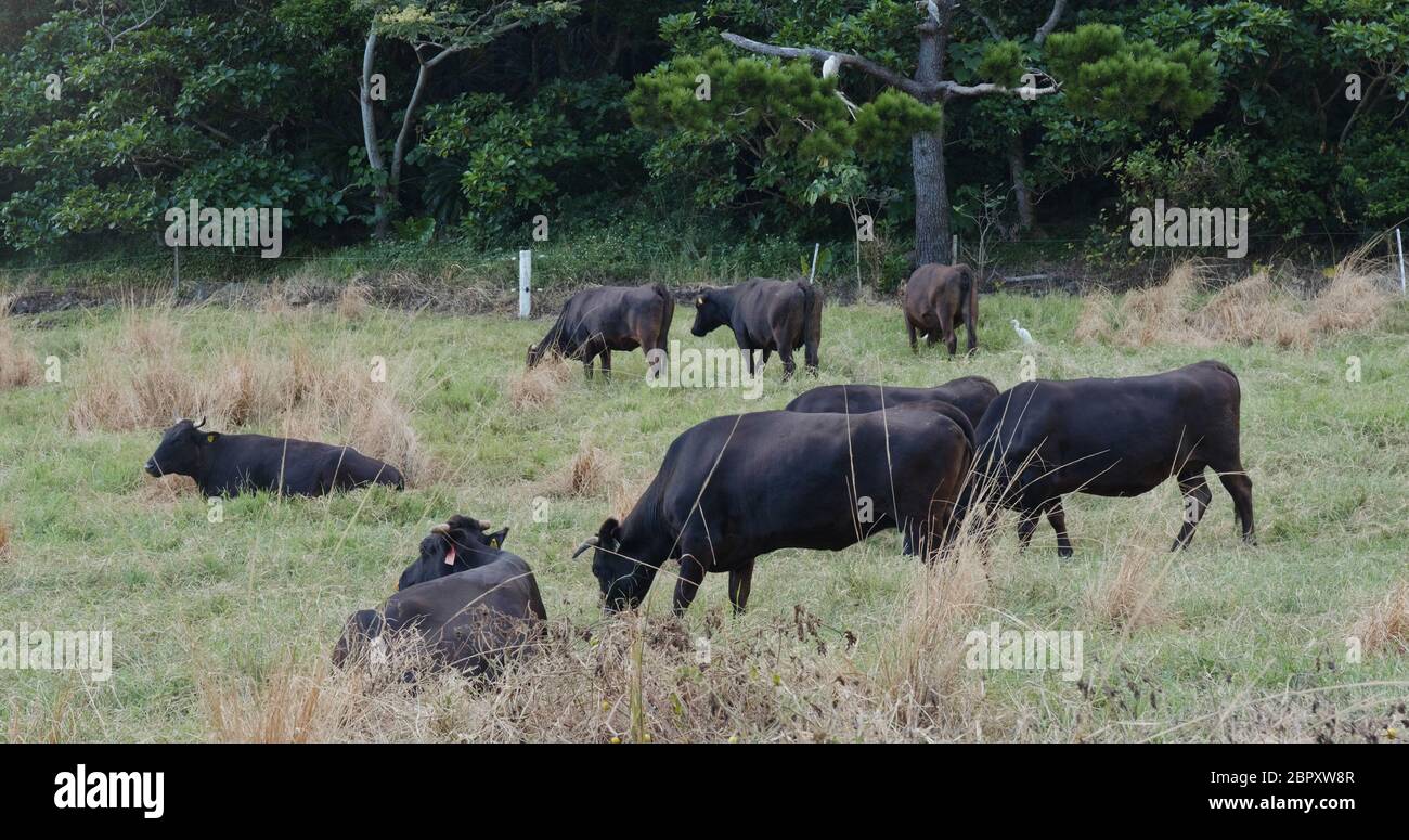Cow farm in ishigaki island Stock Photo - Alamy
