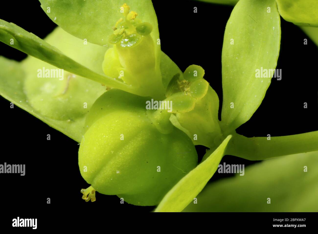 Cyathium inflorescence hi-res stock photography and images - Alamy