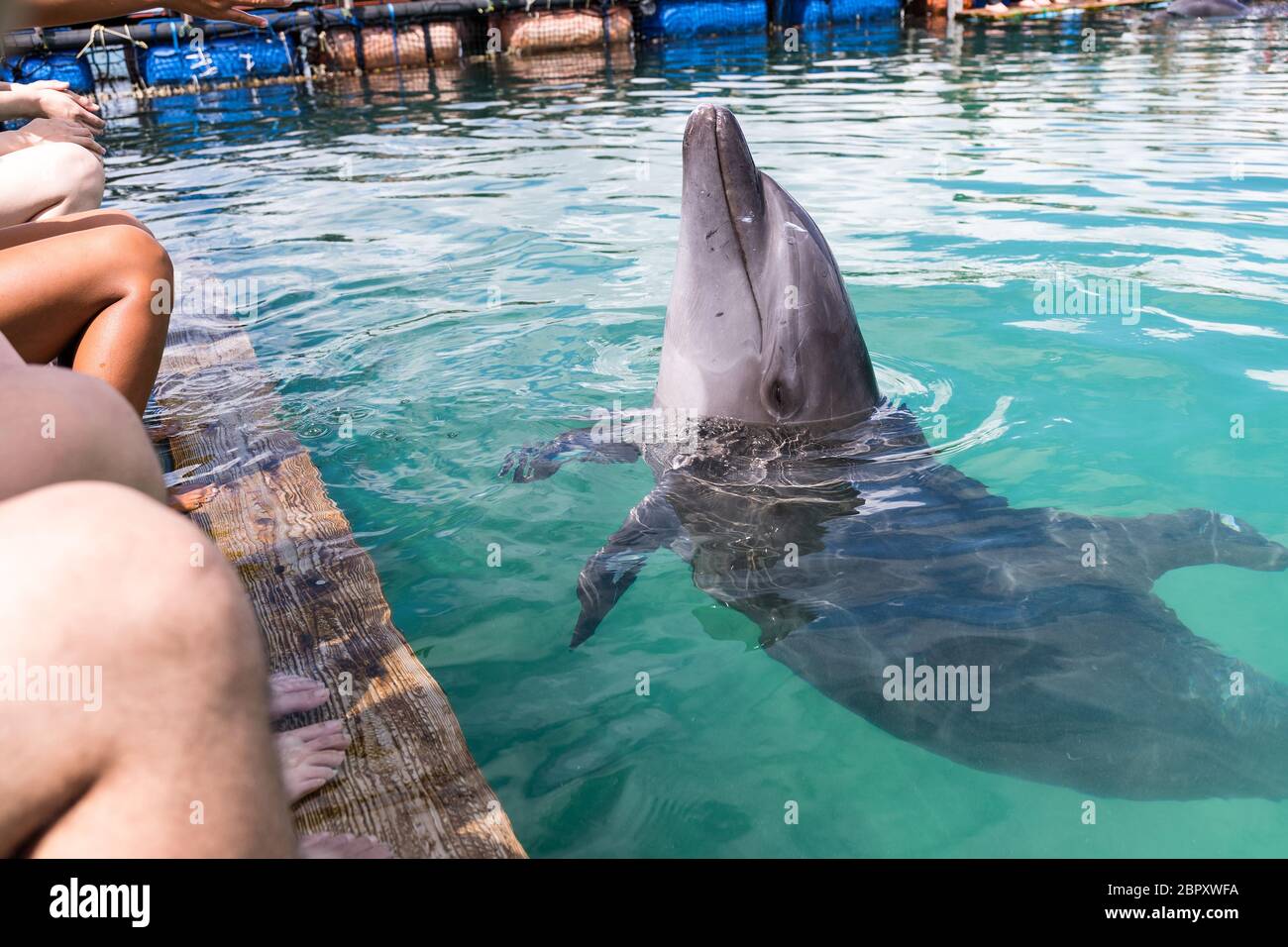 Bottlenose dolphins and trainer hi-res stock photography and images - Alamy