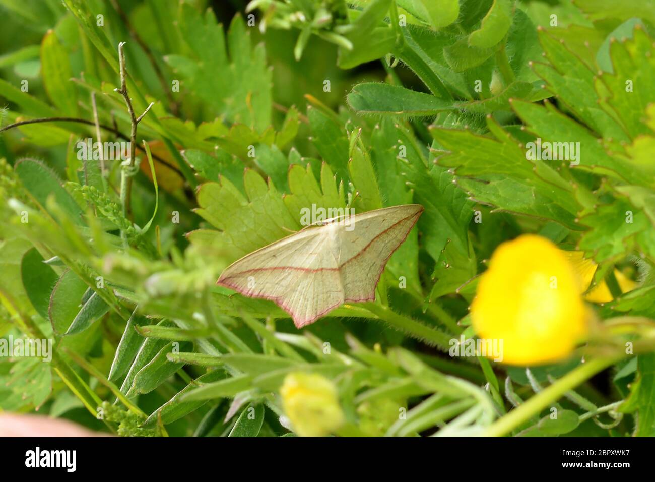 Blood vein moth hi-res stock photography and images - Alamy