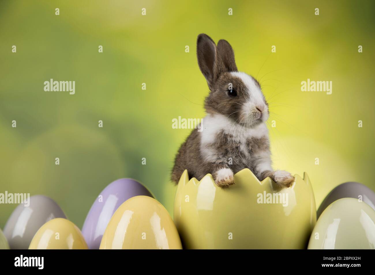 Happy easter, Baby bunny, rabbit and egg on green background Stock ...