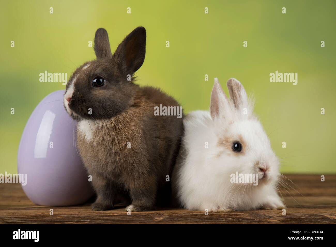 Happy easter, Baby bunny, rabbit and egg on green background Stock ...