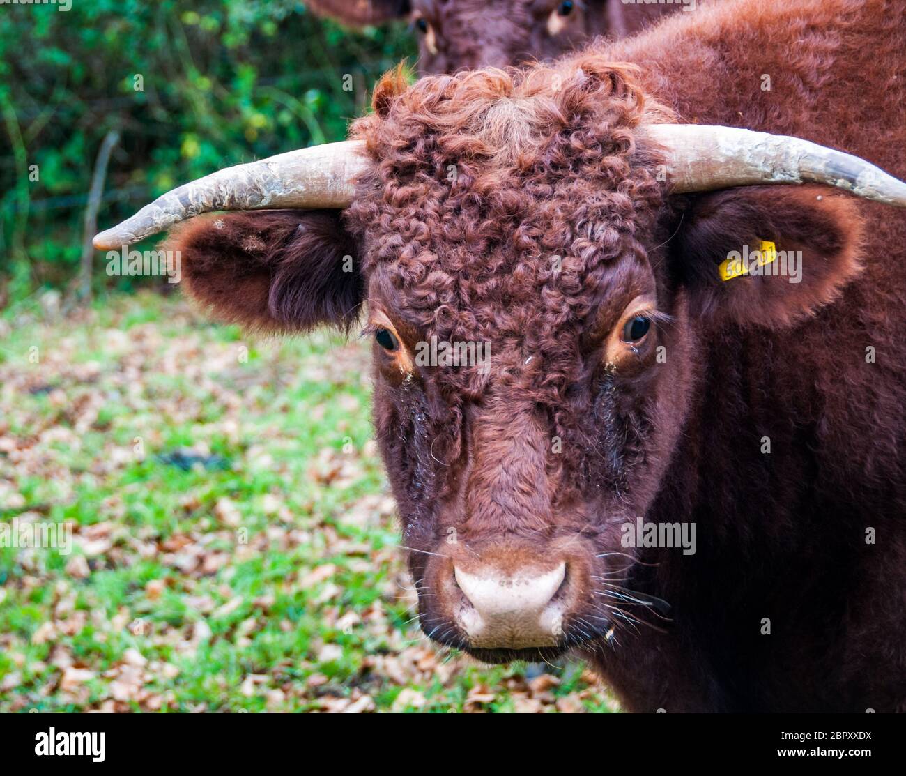 Devon ruby red cows hi-res stock photography and images - Alamy
