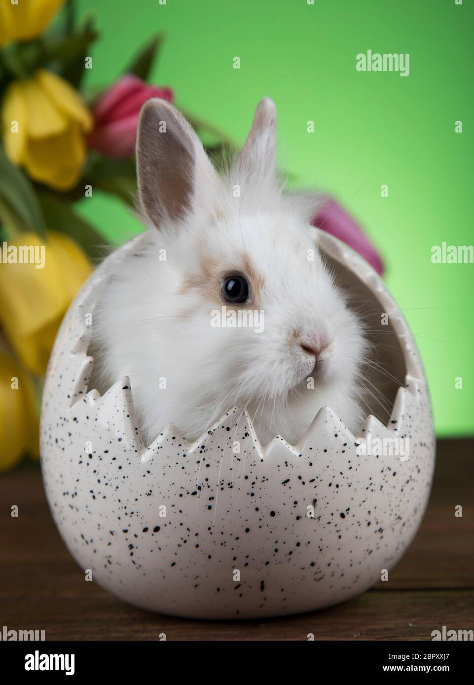 Spring baby bunny, tulip flower background Stock Photo - Alamy