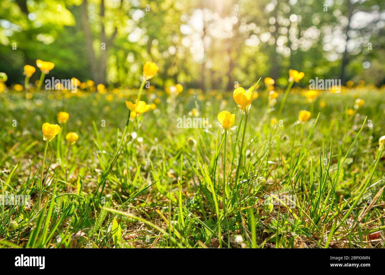Close-up of a beautiful bright springtime meadow with yellow meadow ...