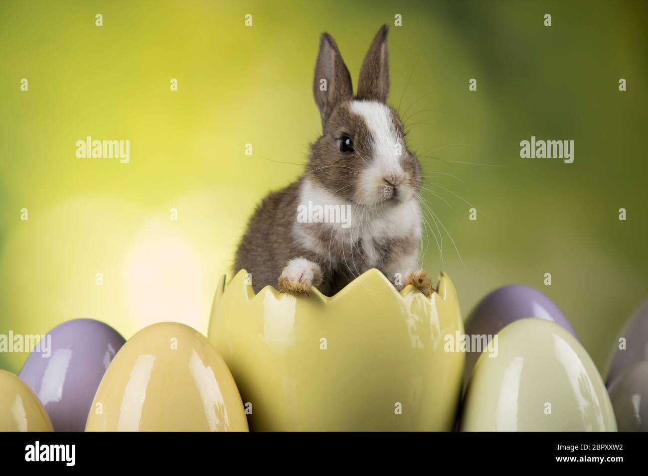 Happy easter, Baby bunny, rabbit and egg on green background Stock ...