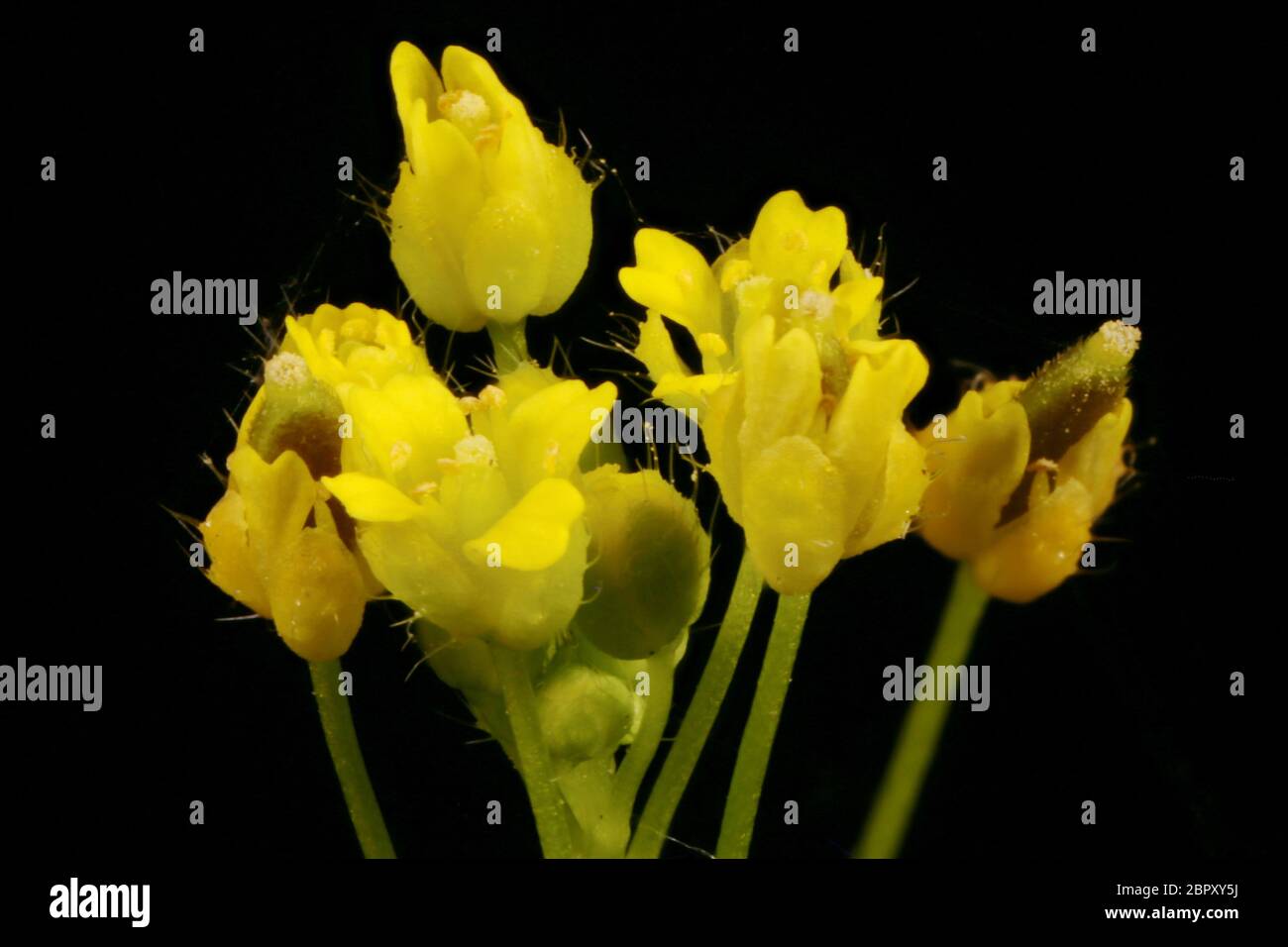 Wood whitlowgrass hi-res stock photography and images - Alamy