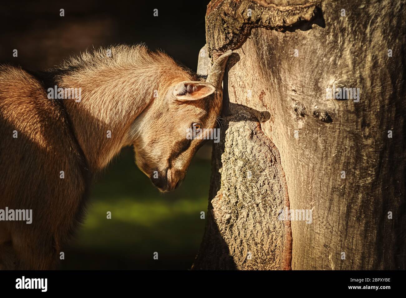 Goat scratching its horns against the tree Stock Photo - Alamy