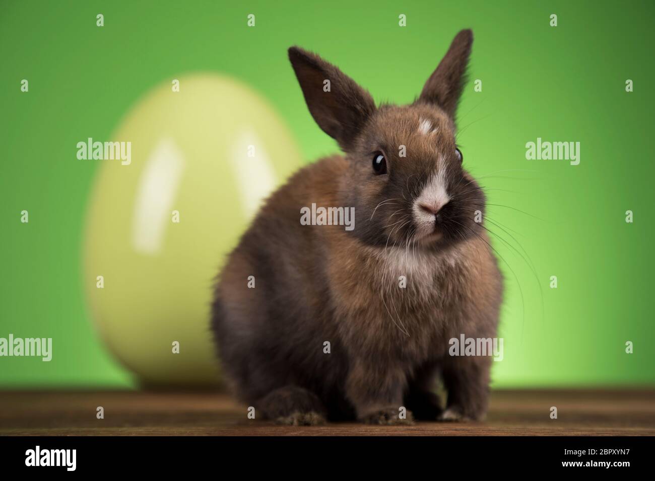 Happy easter, Baby bunny, rabbit and egg on green background Stock ...