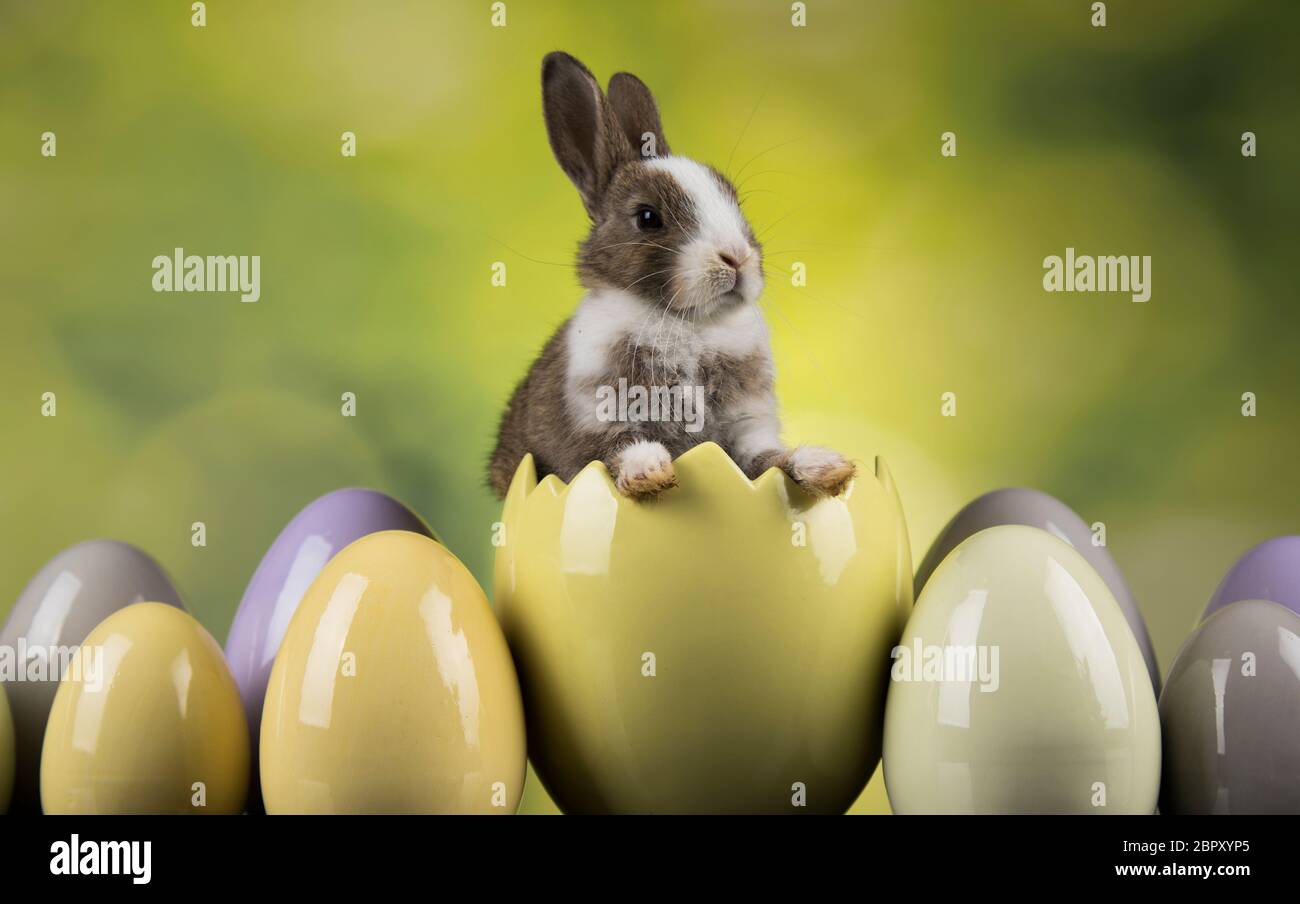 Little cute baby rabbit and easter eggs Stock Photo - Alamy