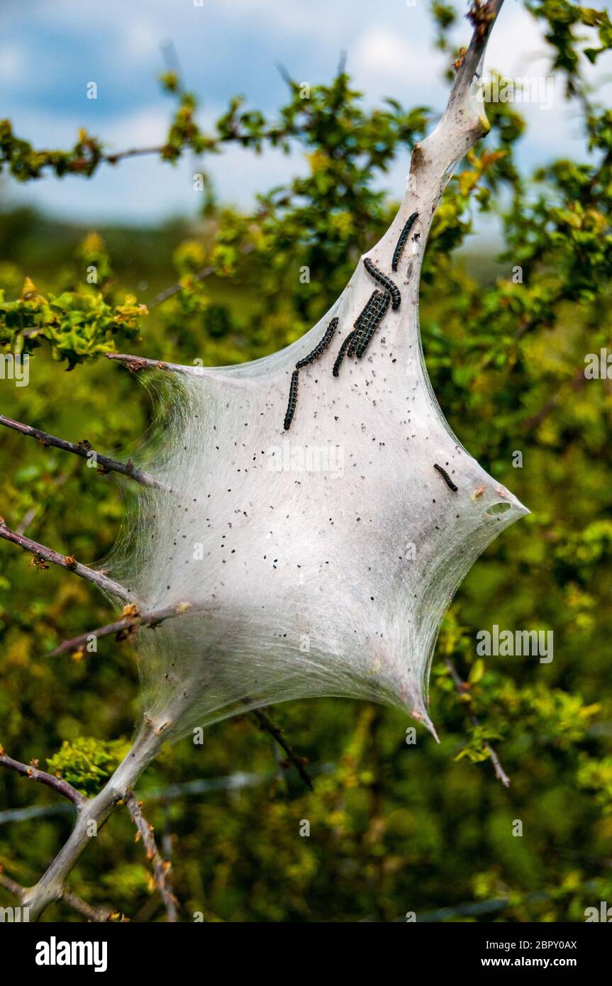 A tent caterpillar nest on a hawthorn tree on the coastal path in Devon ...