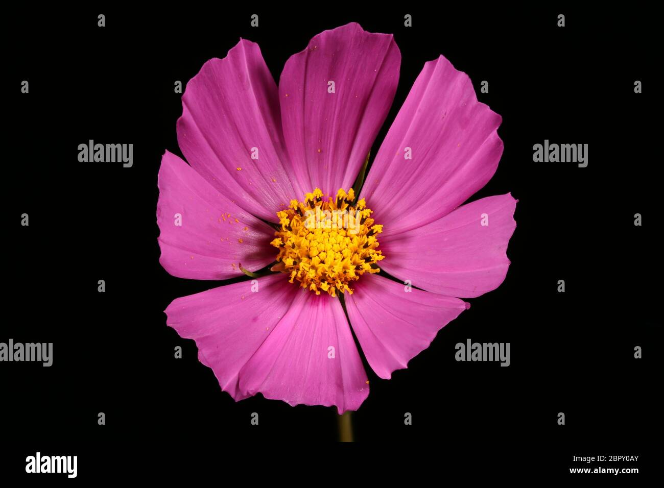 Mexican aster cosmos bipinnatus hi-res stock photography and images - Alamy