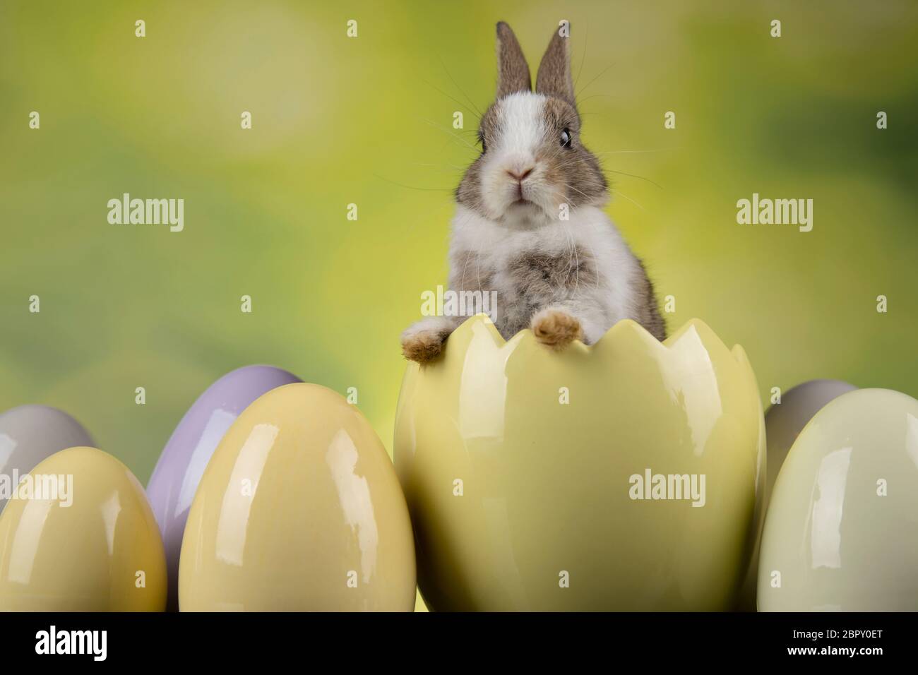 Happy easter, Baby bunny, rabbit and egg on green background Stock ...