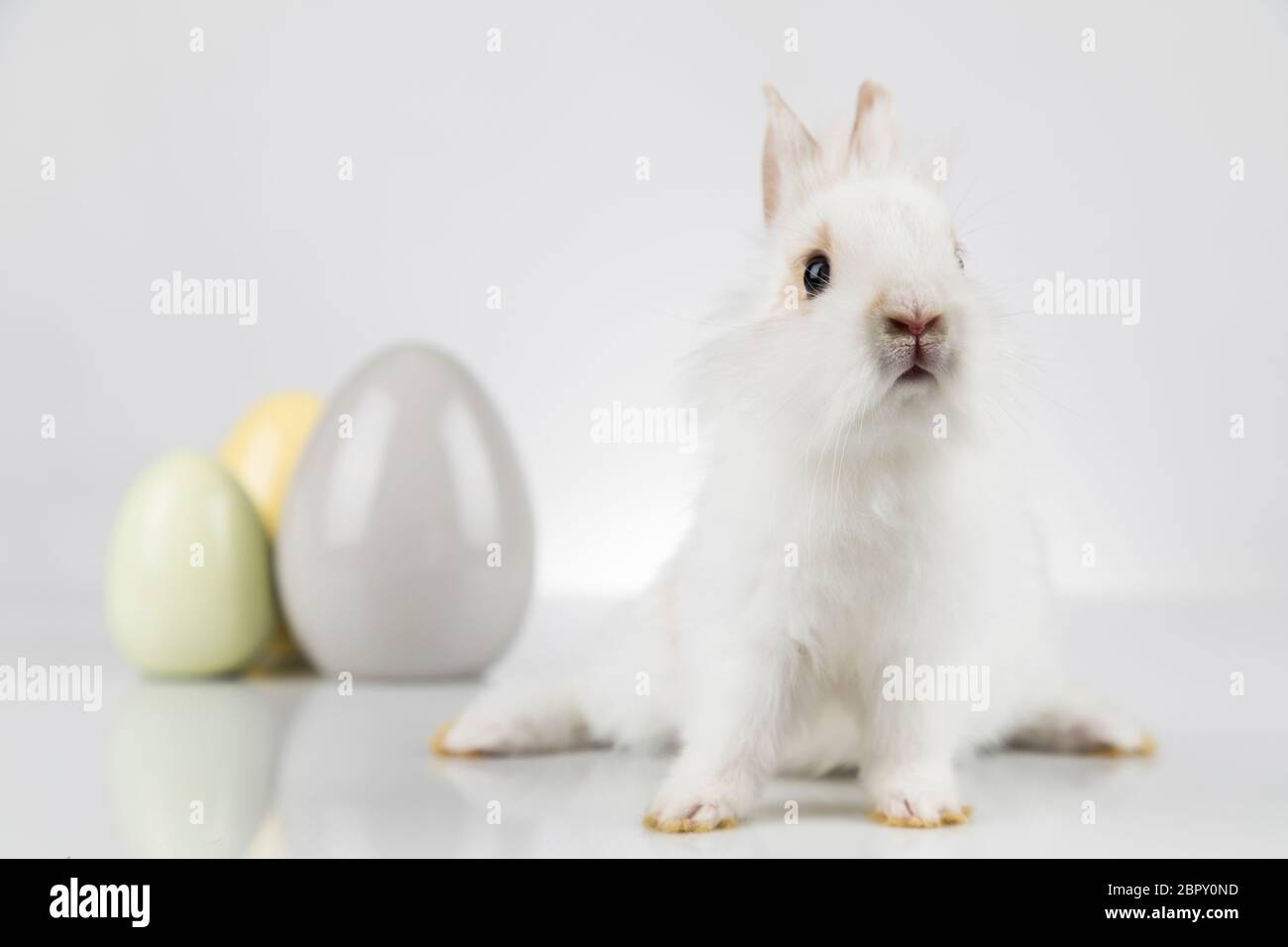 Happy easter, Baby bunny, rabbit and white background Stock Photo - Alamy