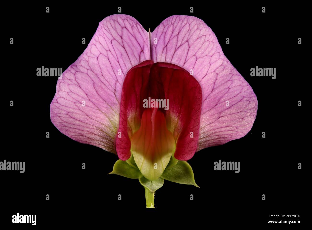Pisum Sativum Illustration High Resolution Stock Photography and Images ...