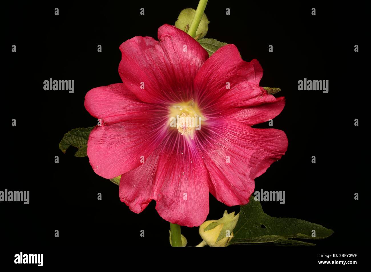 Alcea rosea illustration hi-res stock photography and images - Alamy